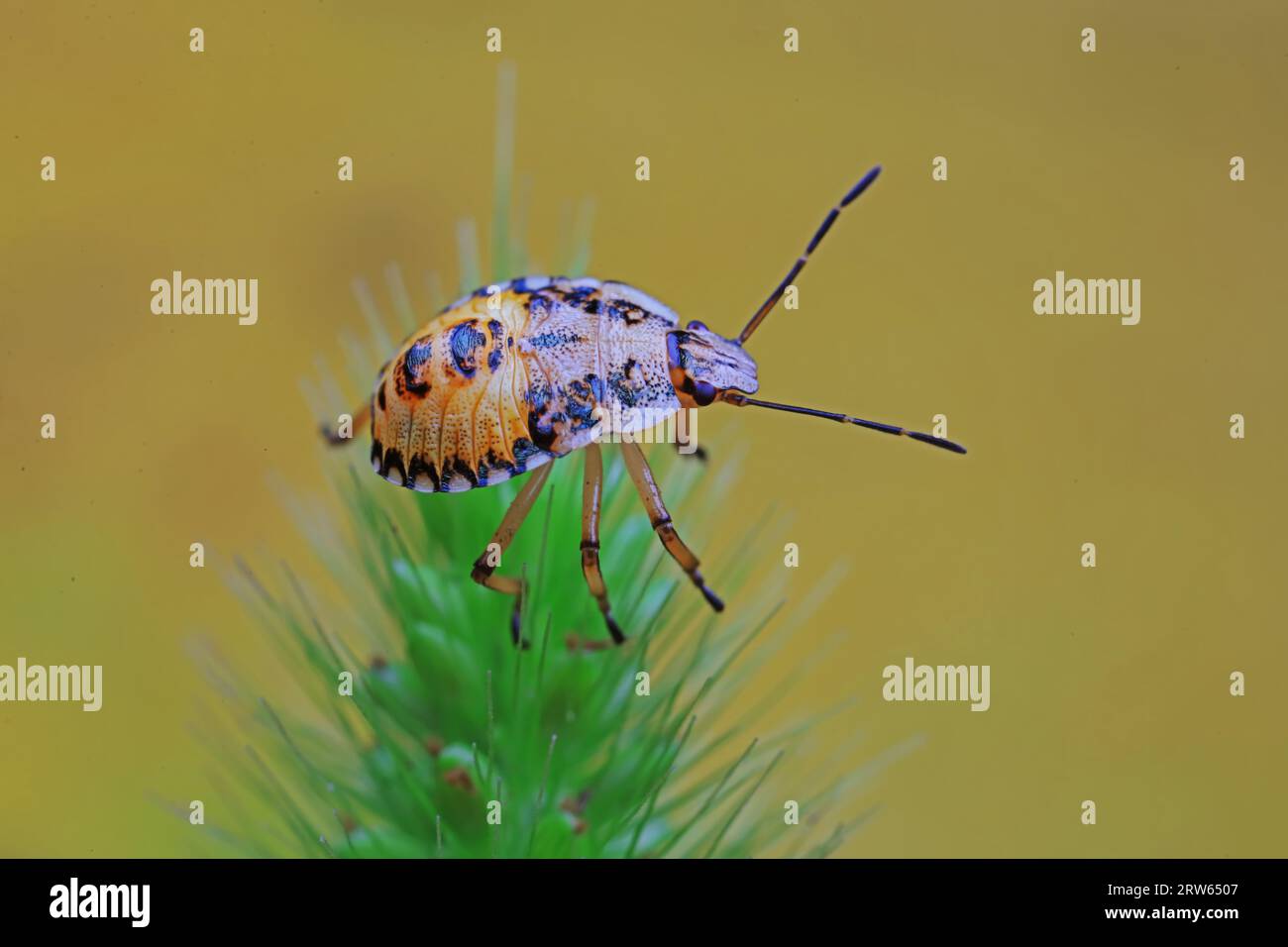 Hemiptera bugs in the wild, North China Stock Photo - Alamy