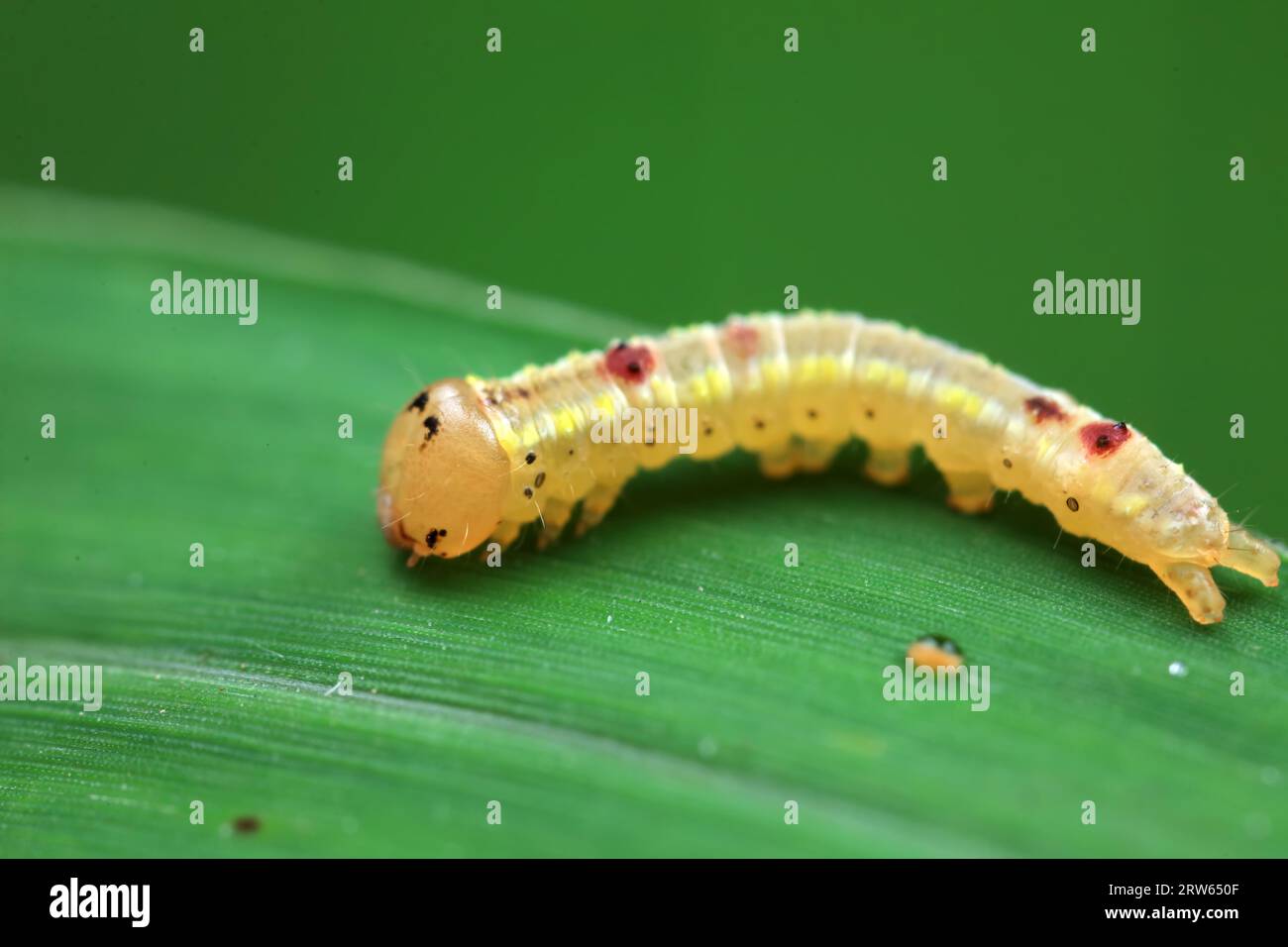 Lepidoptera larvae in the wild, North China Stock Photo - Alamy