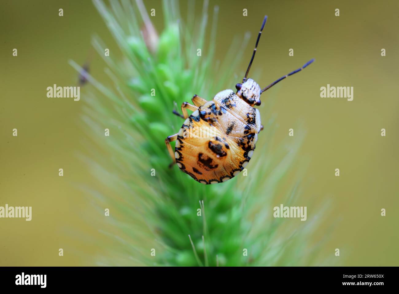 Hemiptera bugs in the wild, North China Stock Photo - Alamy