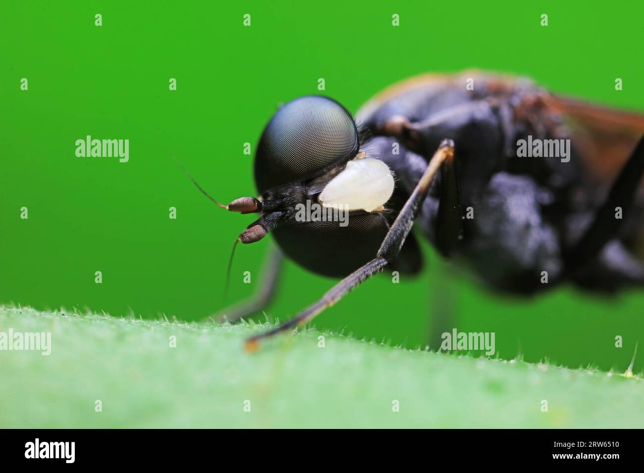 Giantgadfly hi-res stock photography and images - Alamy