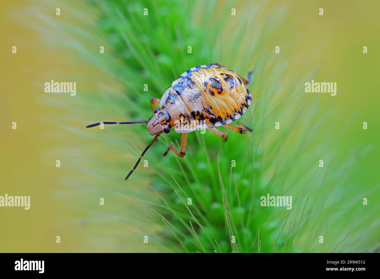 Hemiptera bugs in the wild, North China Stock Photo - Alamy