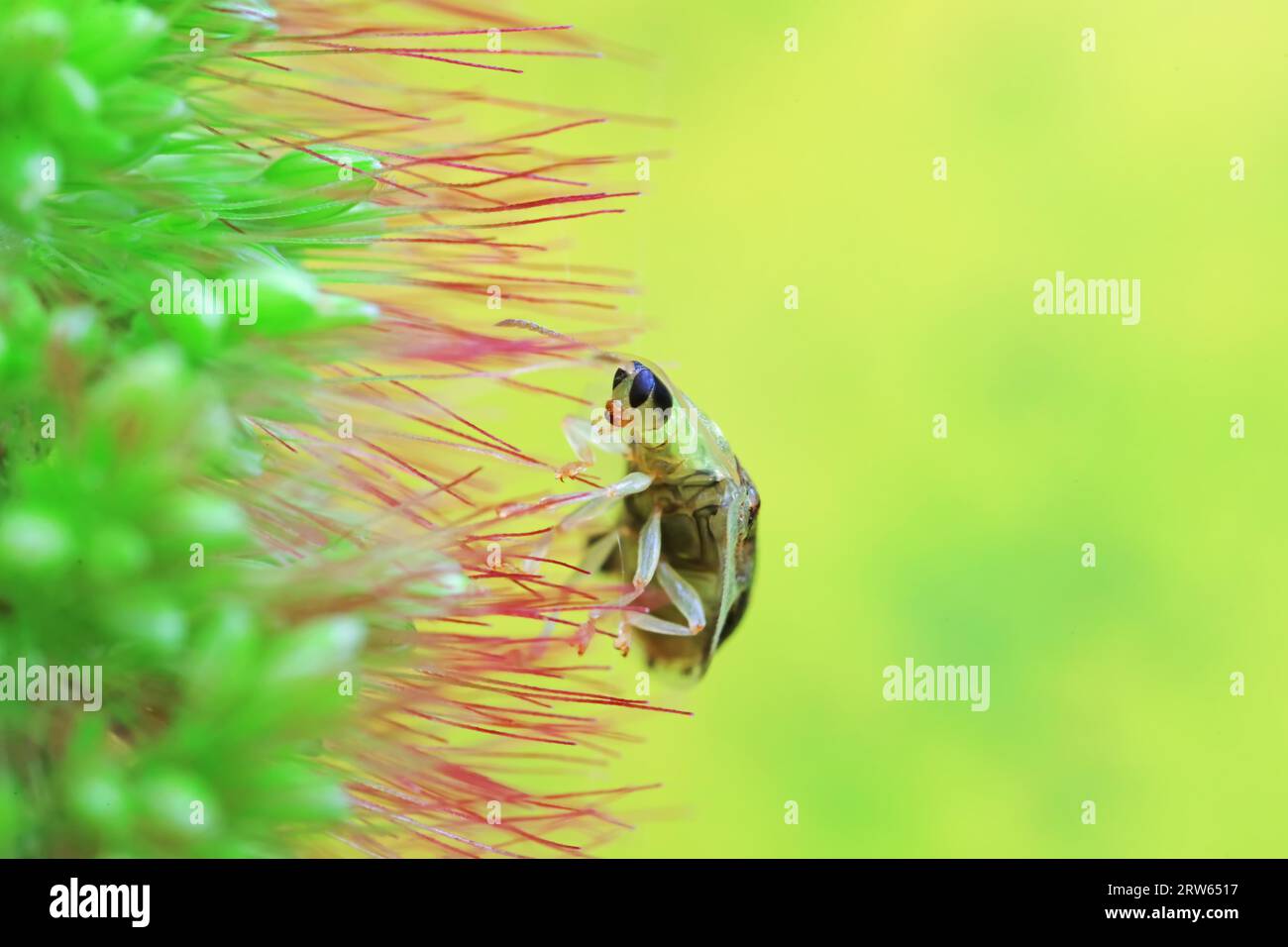 Hispidae family insect crawl on plants, North China Stock Photo - Alamy