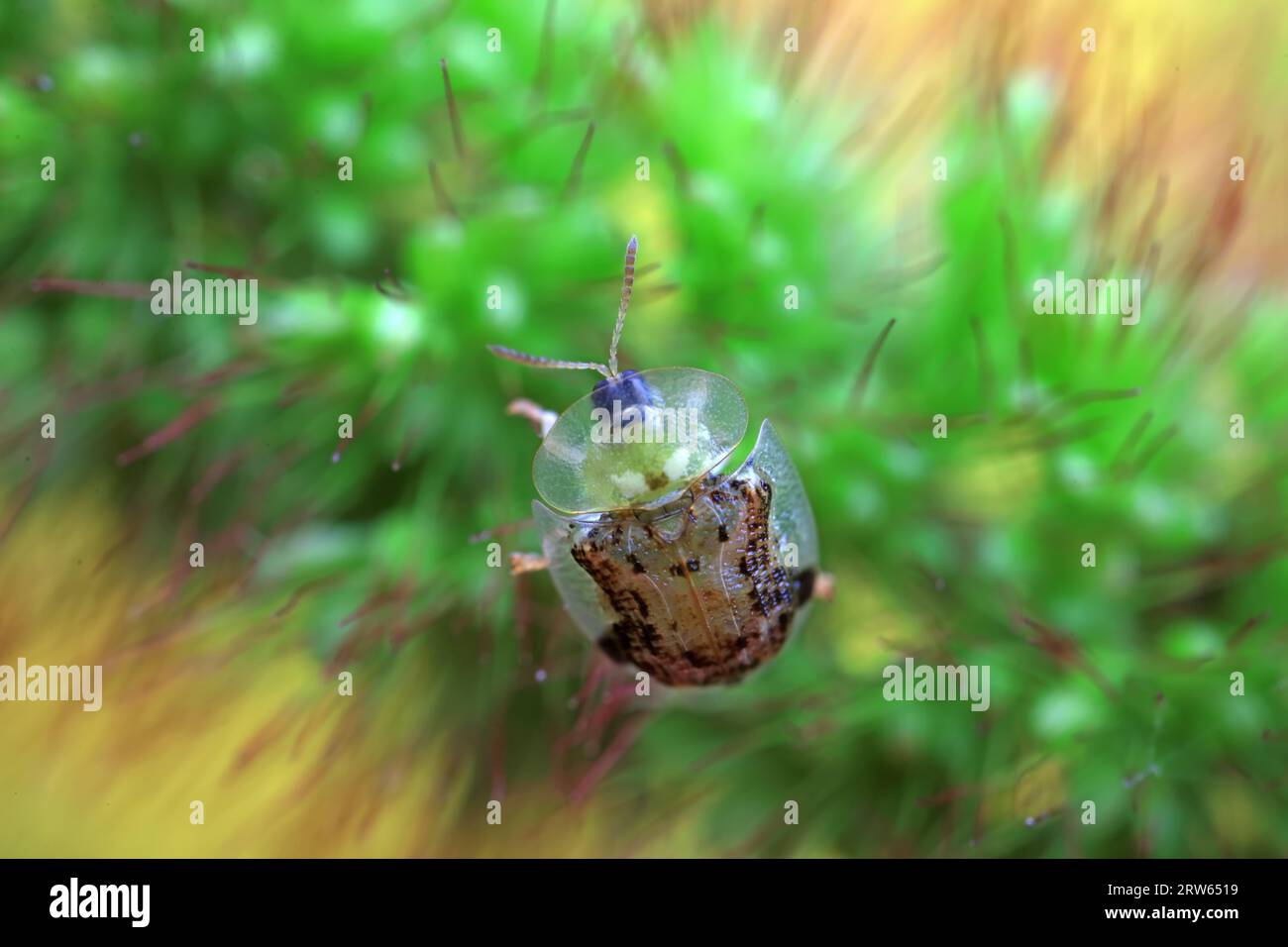 Hispidae family insect crawl on plants, North China Stock Photo - Alamy