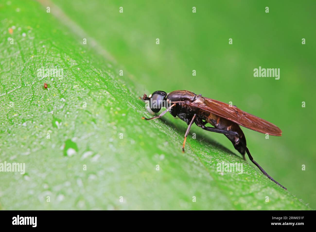Giantgadfly hi-res stock photography and images - Alamy