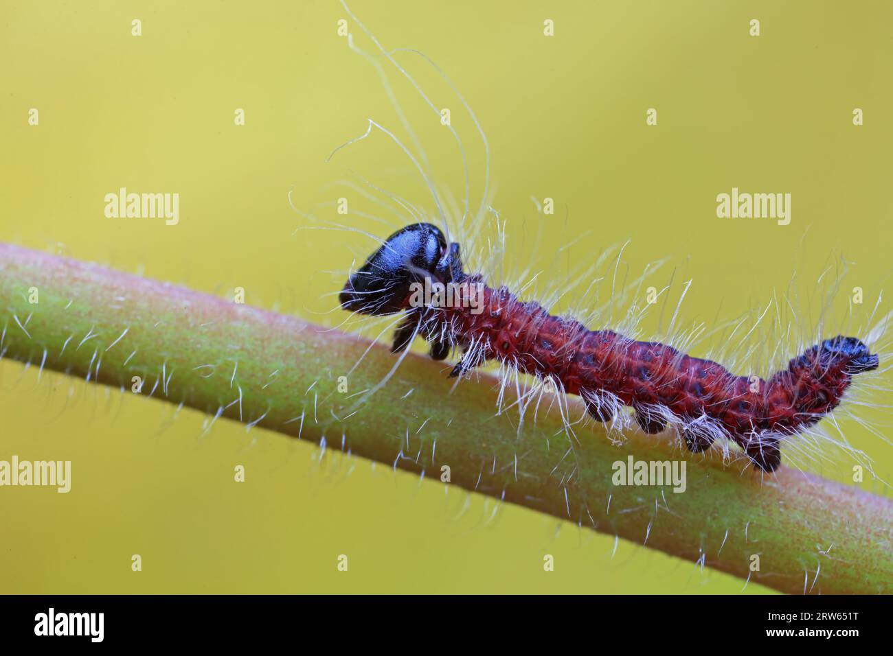 Lepidoptera larvae in the wild, North China Stock Photo - Alamy