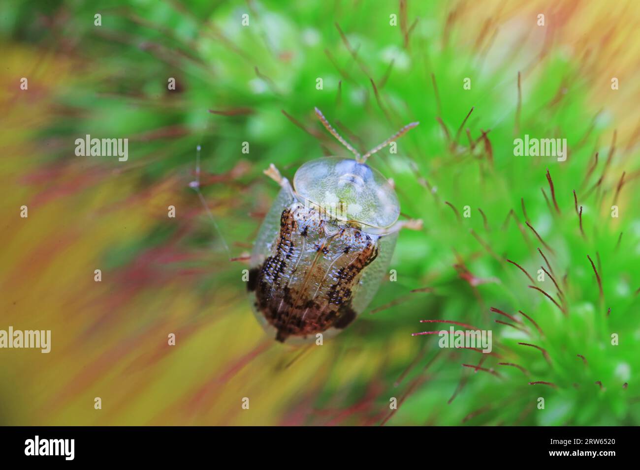 Hispidae family insect crawl on plants, North China Stock Photo - Alamy