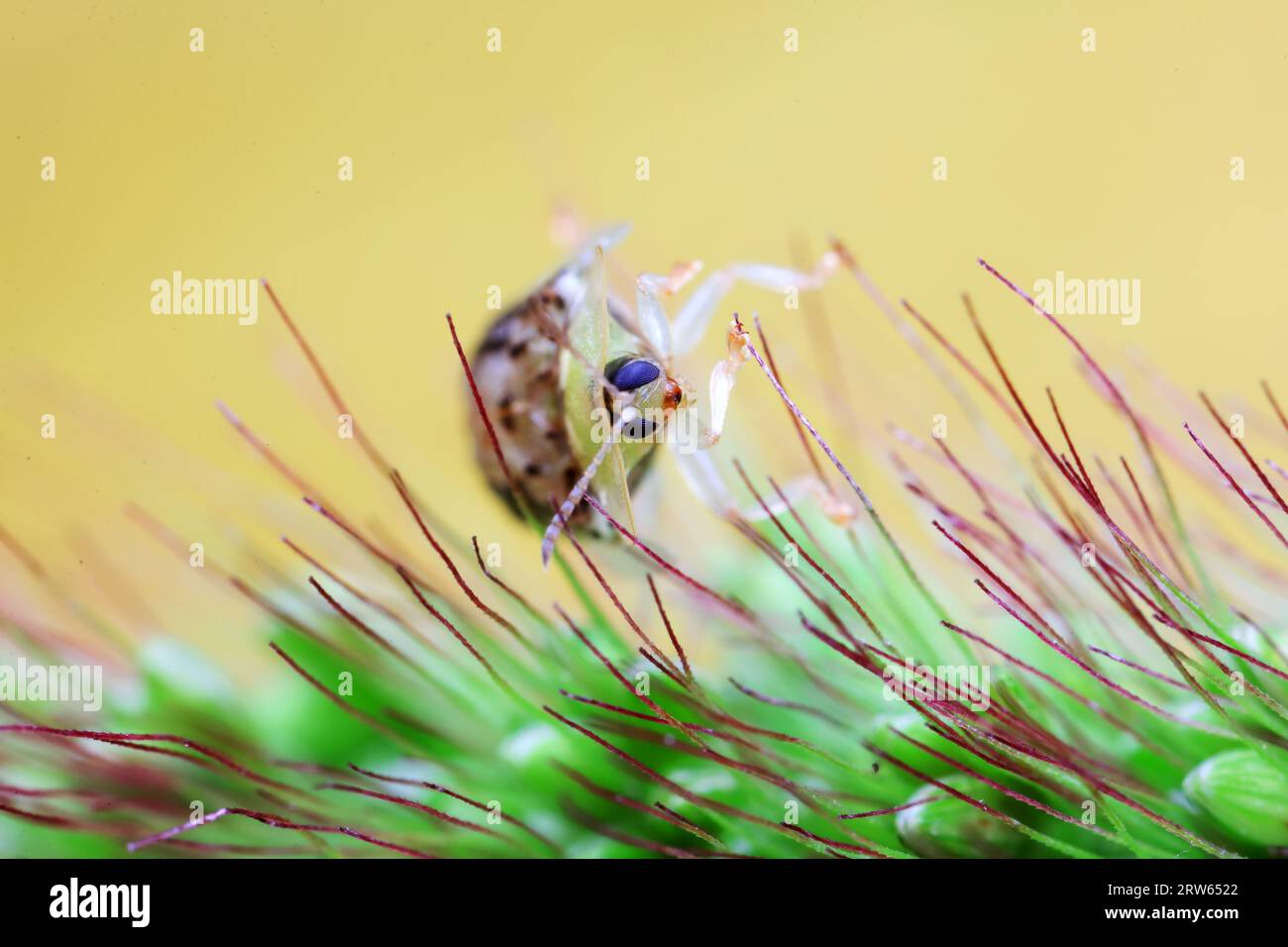 Hispidae family insect crawl on plants, North China Stock Photo - Alamy