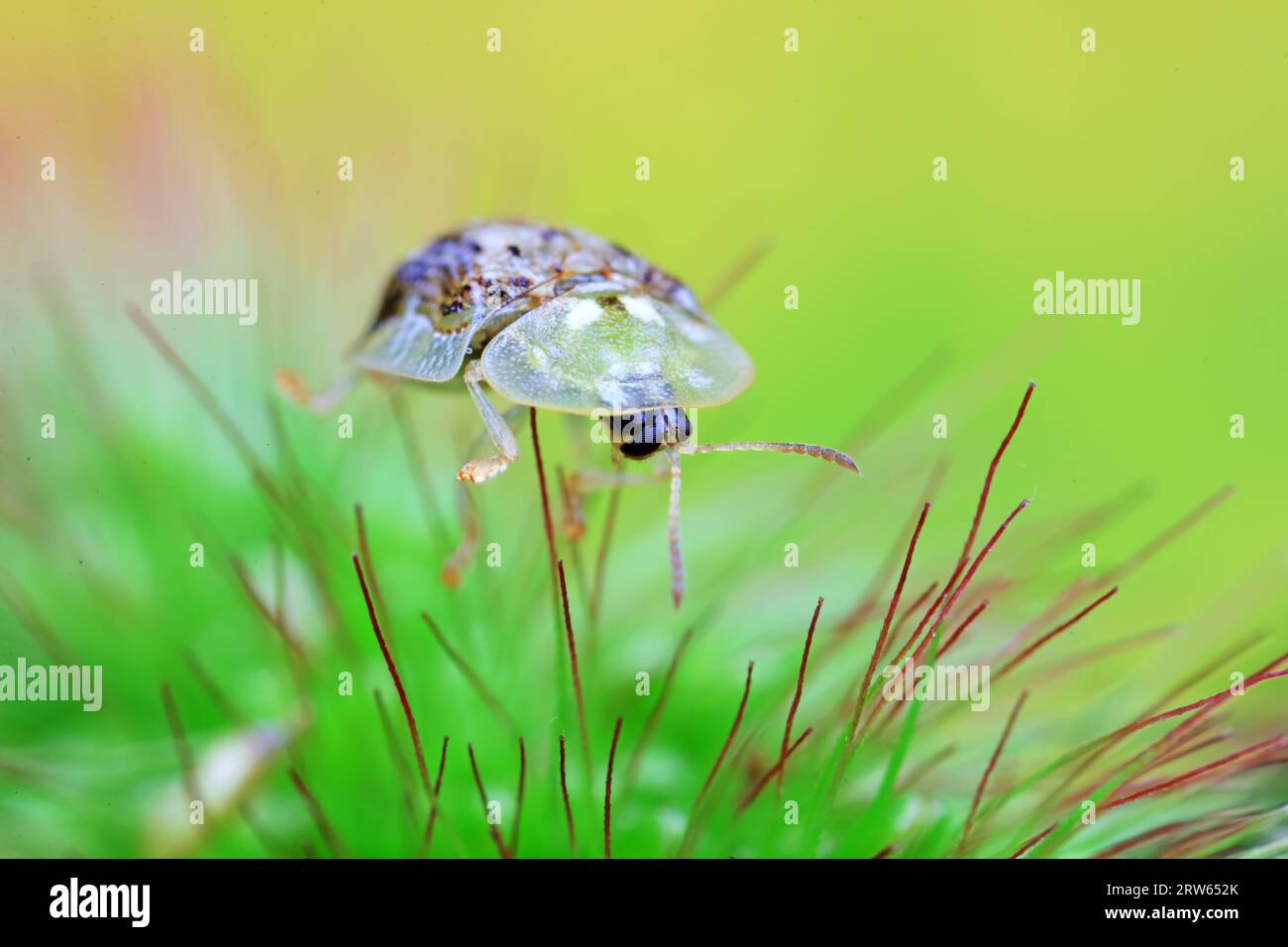 Hispidae family insect crawl on plants, North China Stock Photo - Alamy