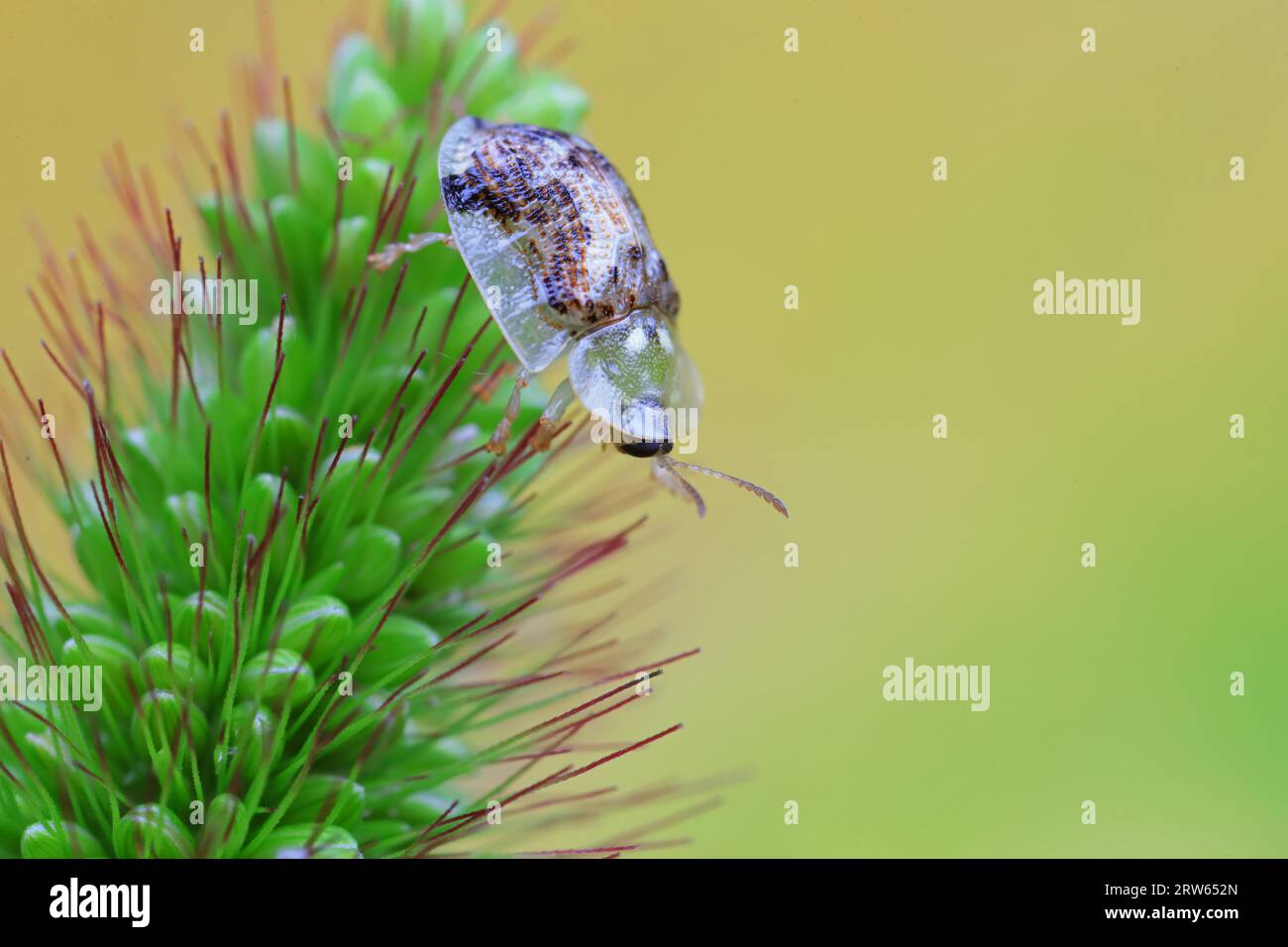 Hispidae family insect crawl on plants, North China Stock Photo - Alamy