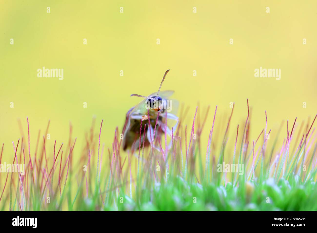 Hispidae family insect crawl on plants, North China Stock Photo - Alamy
