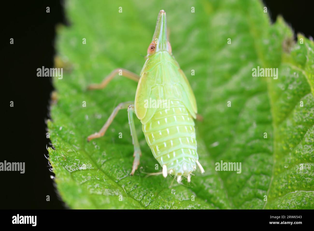 Hemiptera wax Cicadellidae insects on wild plants, North China Stock ...