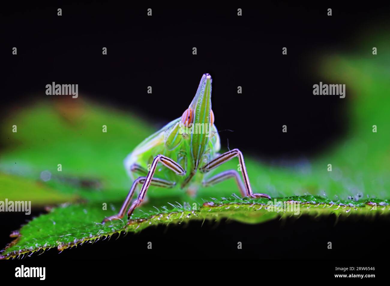 Hemiptera wax Cicadellidae insects on wild plants, North China Stock ...