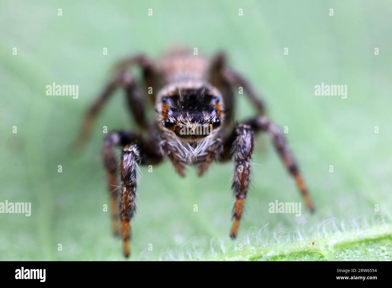 Spiders in the wild, North China Stock Photo - Alamy