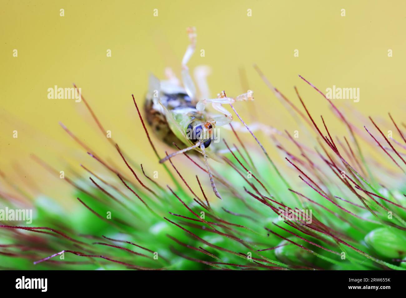 Hispidae family insect crawl on plants, North China Stock Photo - Alamy