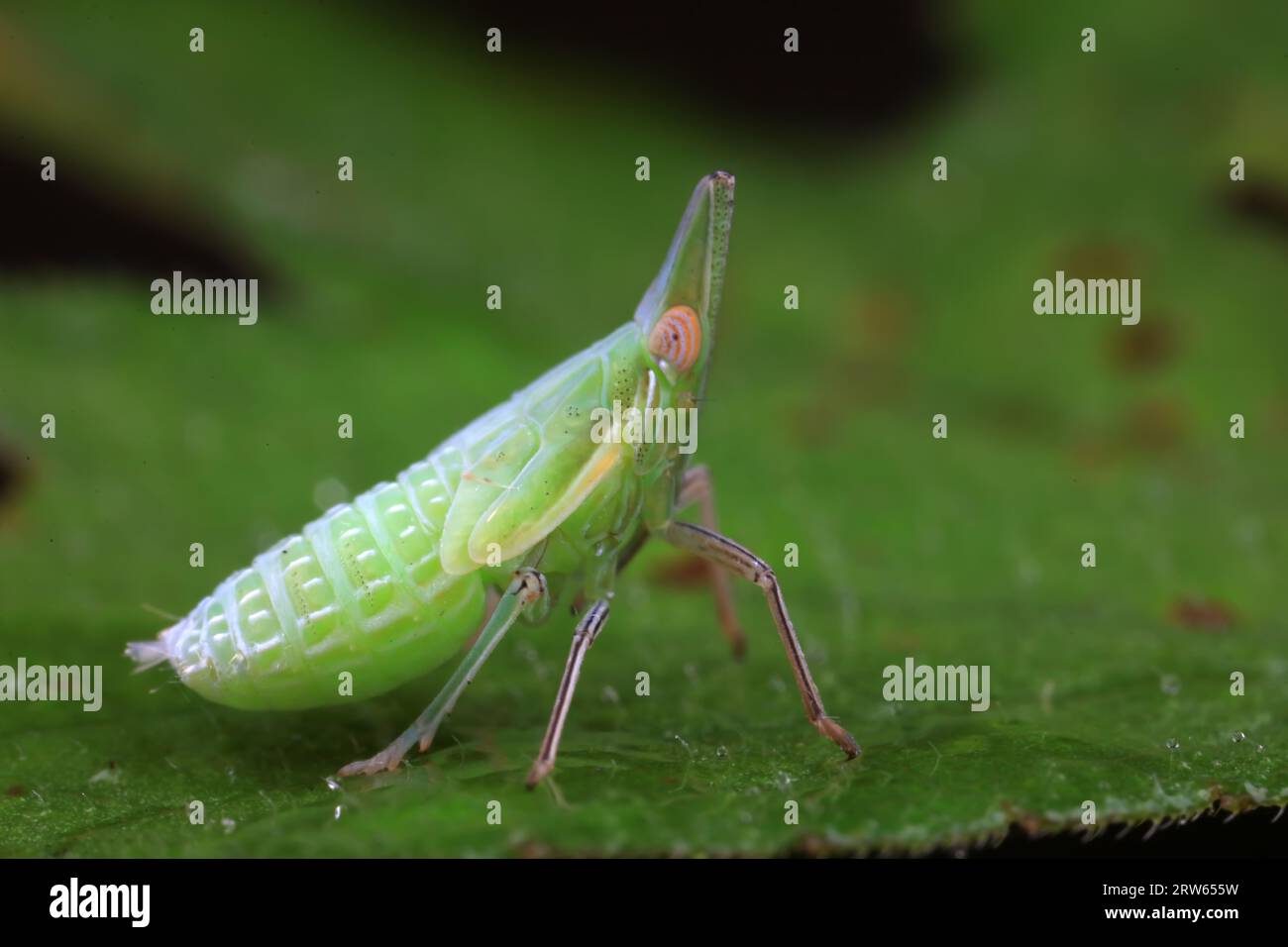 Hemiptera wax Cicadellidae insects on wild plants, North China Stock ...