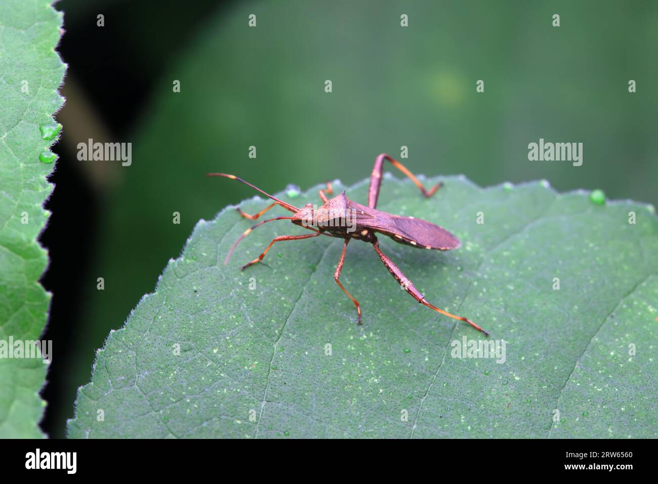 Point bee bug hi-res stock photography and images - Alamy