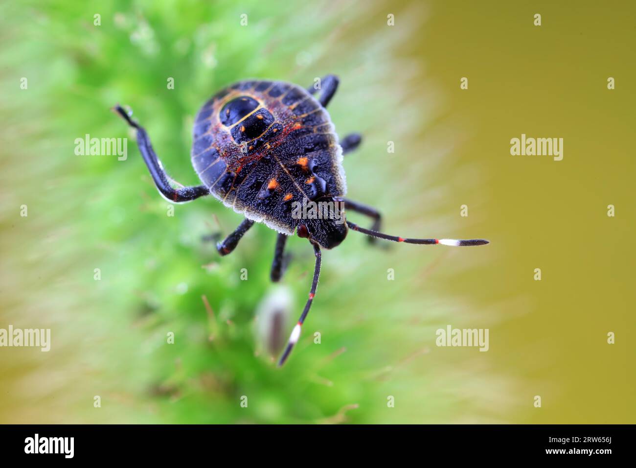 Hemiptera bugs in the wild, North China Stock Photo - Alamy