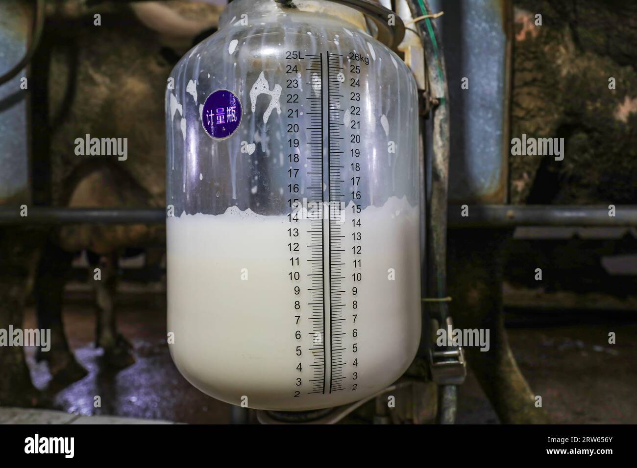The milk measuring bottle is in the milking hall, North China Stock ...