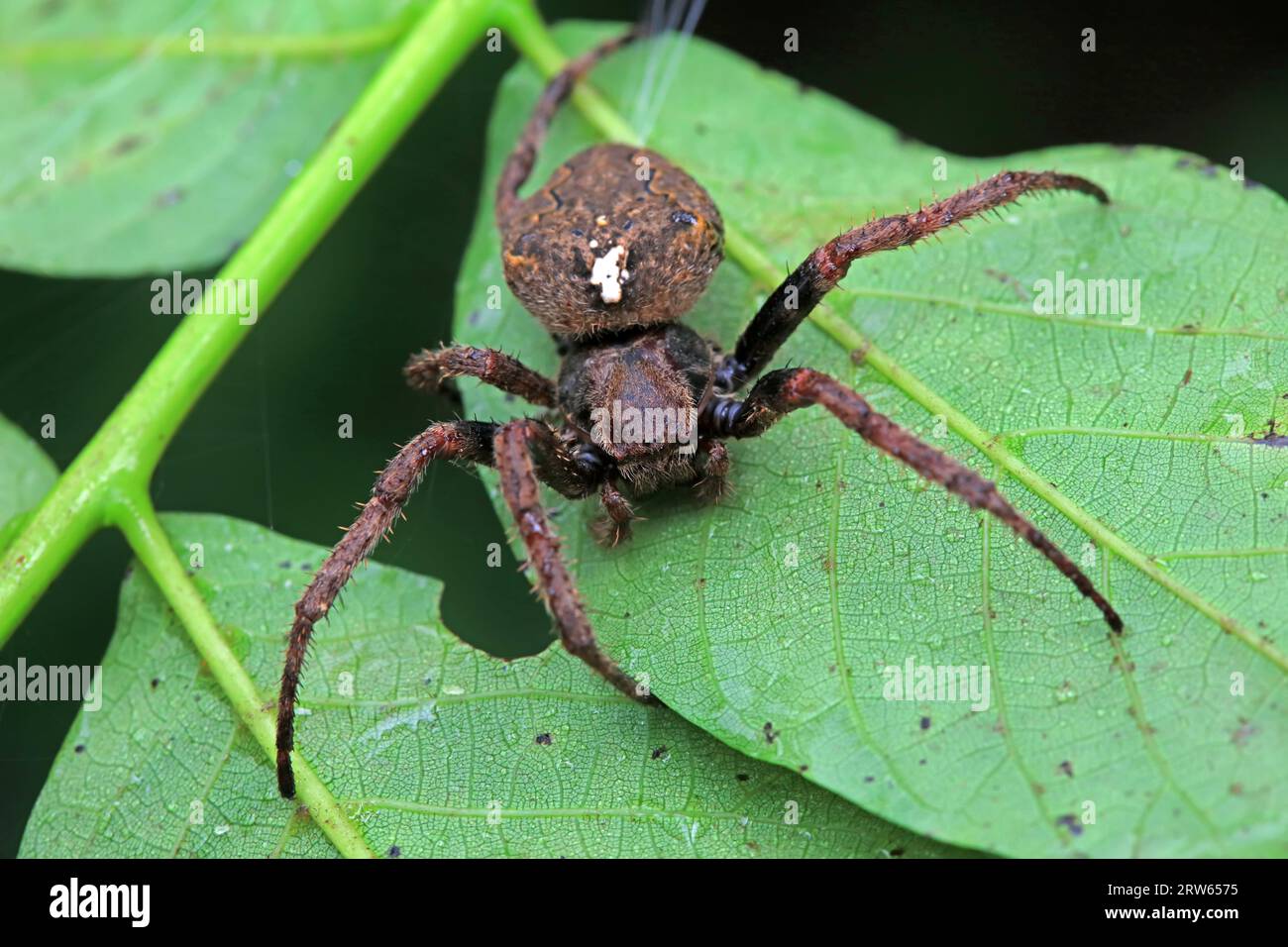 Spiders in the wild, North China Stock Photo - Alamy