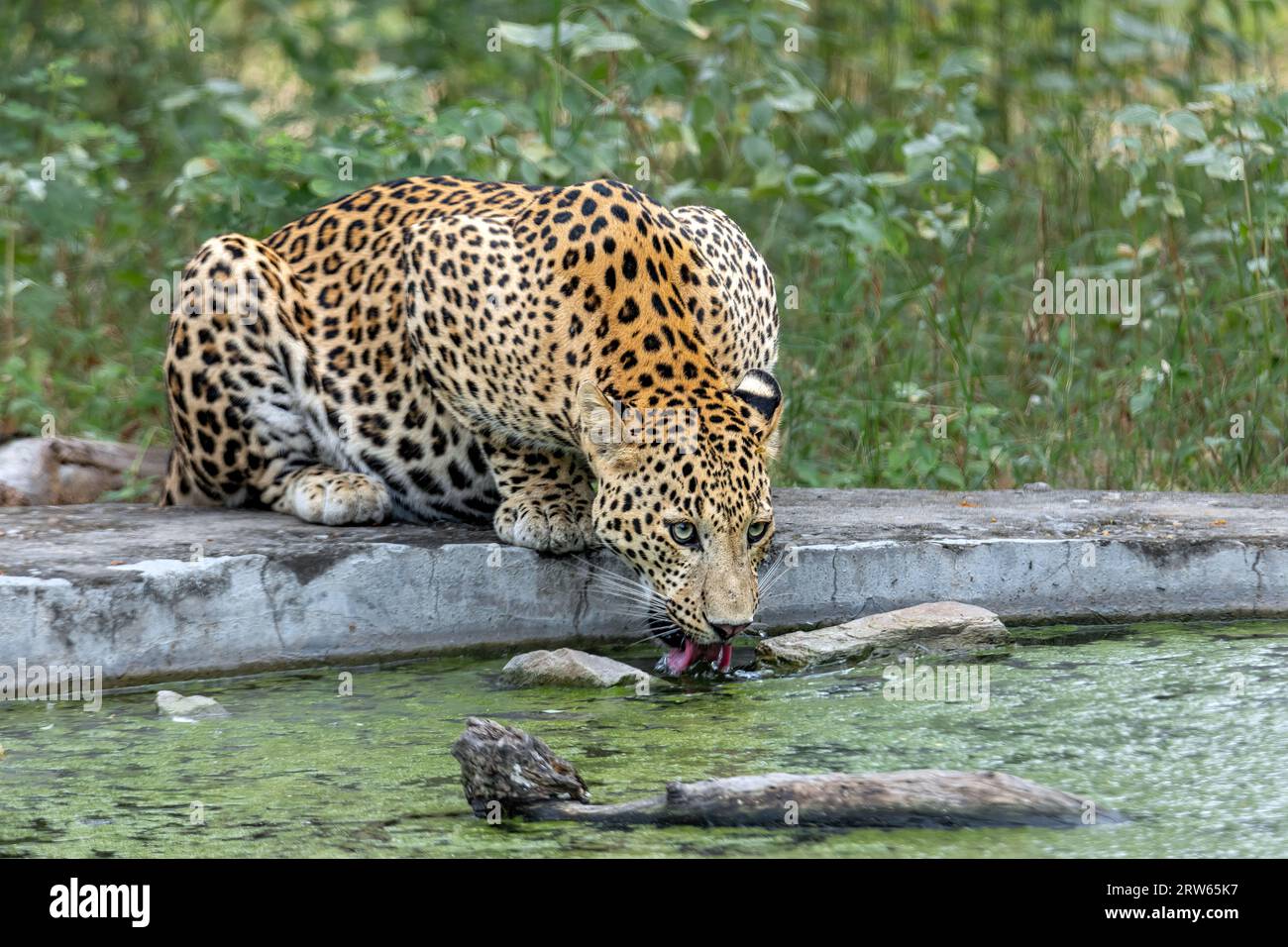 Leopard Drinking water at a waterhole in Jhalana Leopard Reserve in the ...