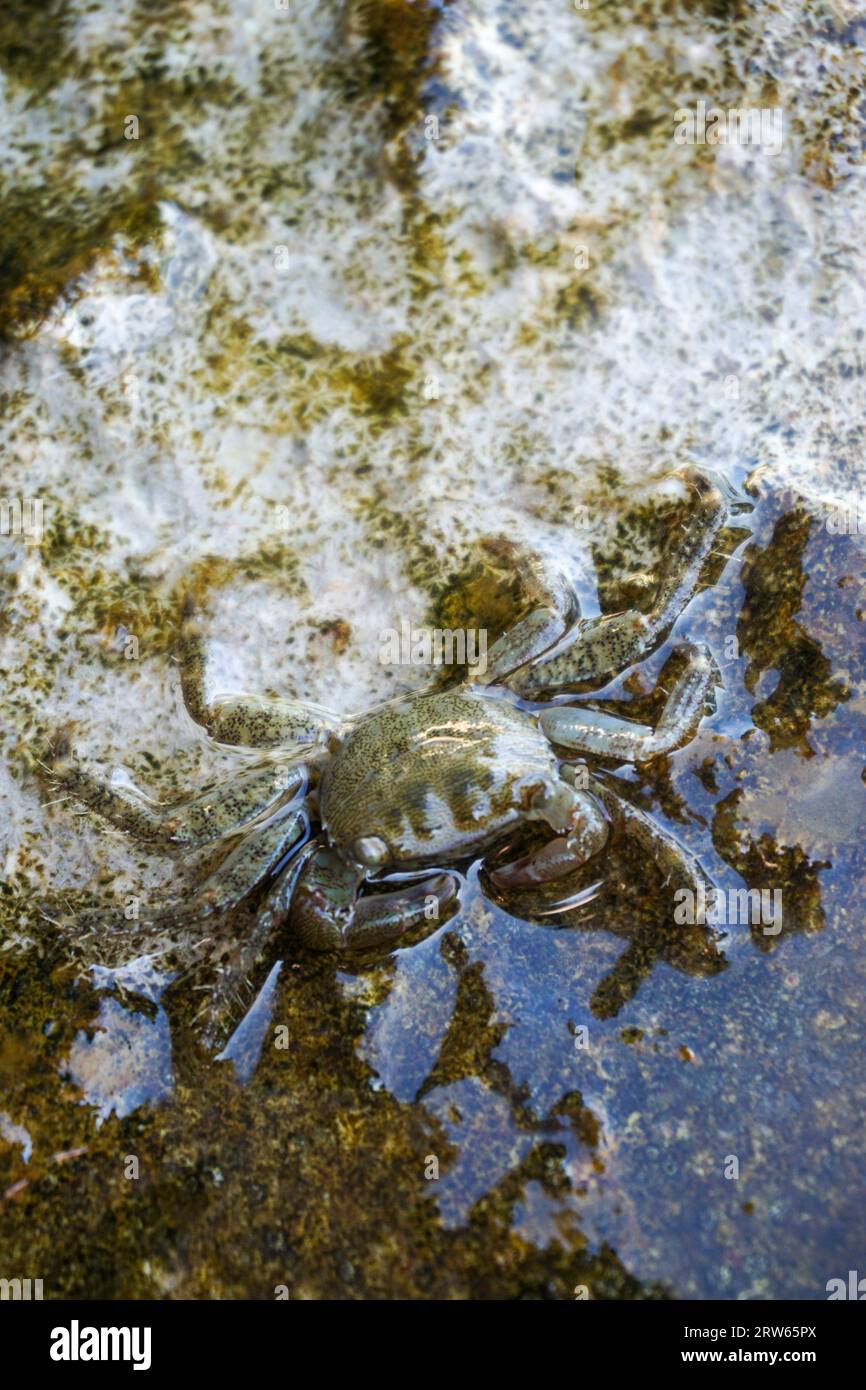Liocarcinus Vernalis, the Grey Swimming Crab, in Shallow Water in ...