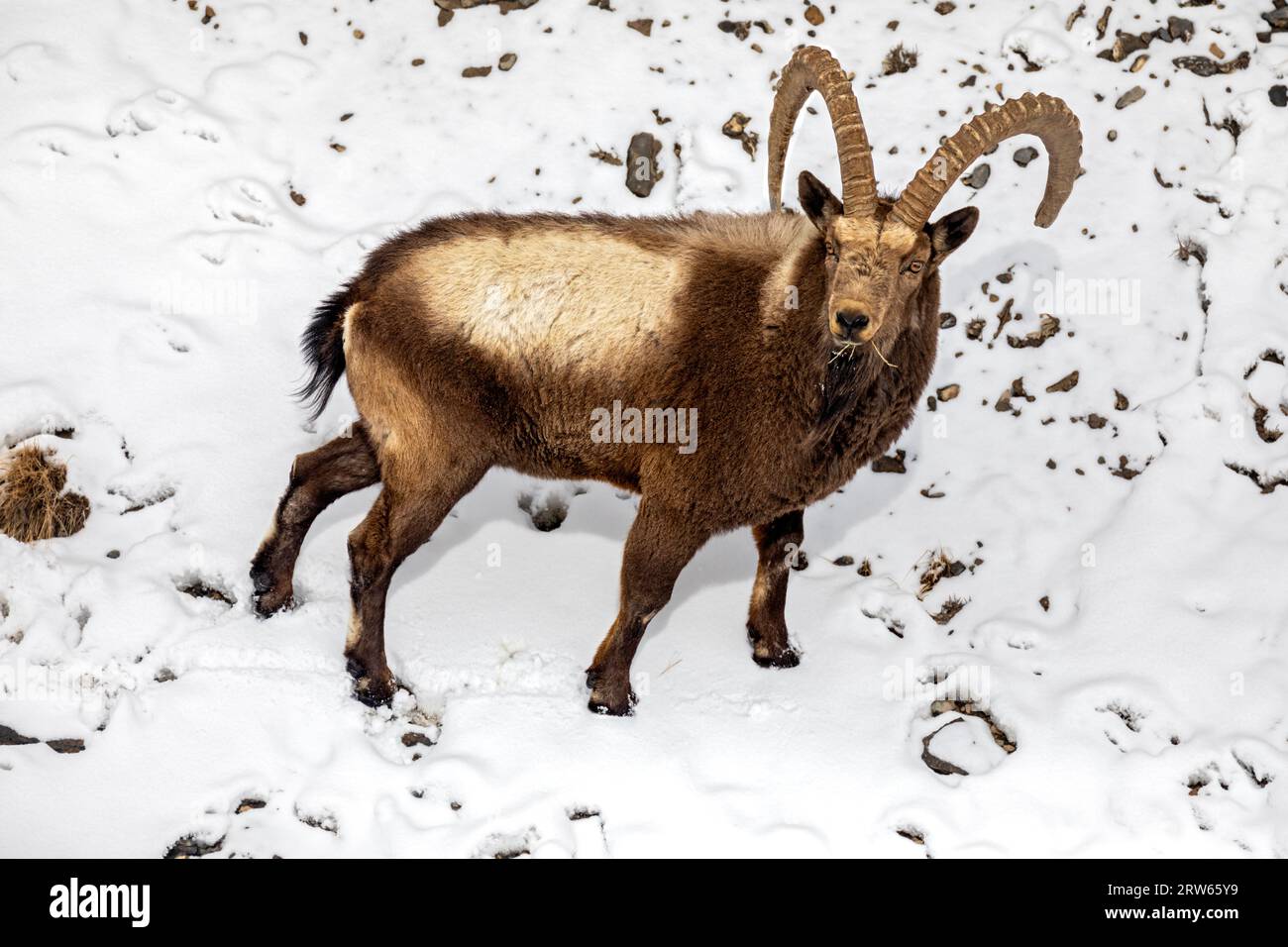 Ibex (Male) portrait shot at Kibber Wildlife Sanctuary, Spiti Valley ...