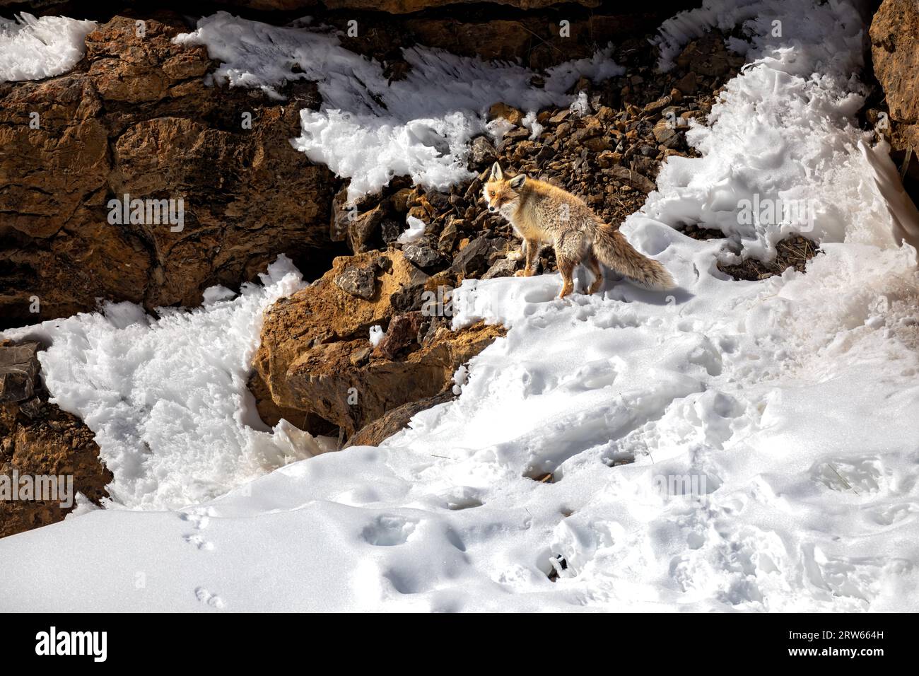 Red Fox at Kibber Wildlife Sanctuary in winter glancing back at the ...