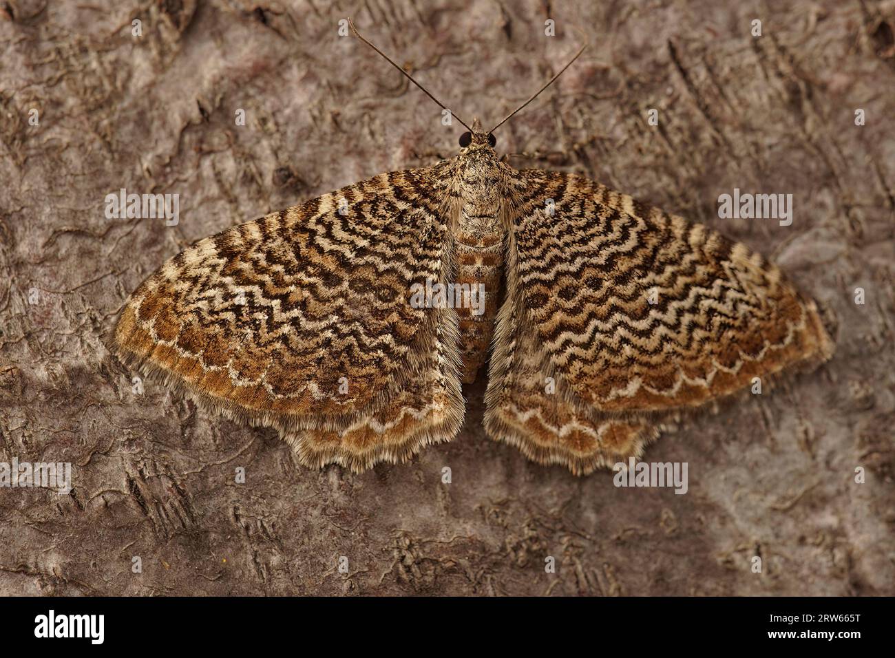 Closeup on a beautiful Scallop Shell geometer moth , Hydria undulata ...