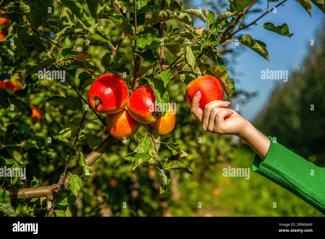 Gardener hand picking red apple. Hands reaches for the apples tree ...