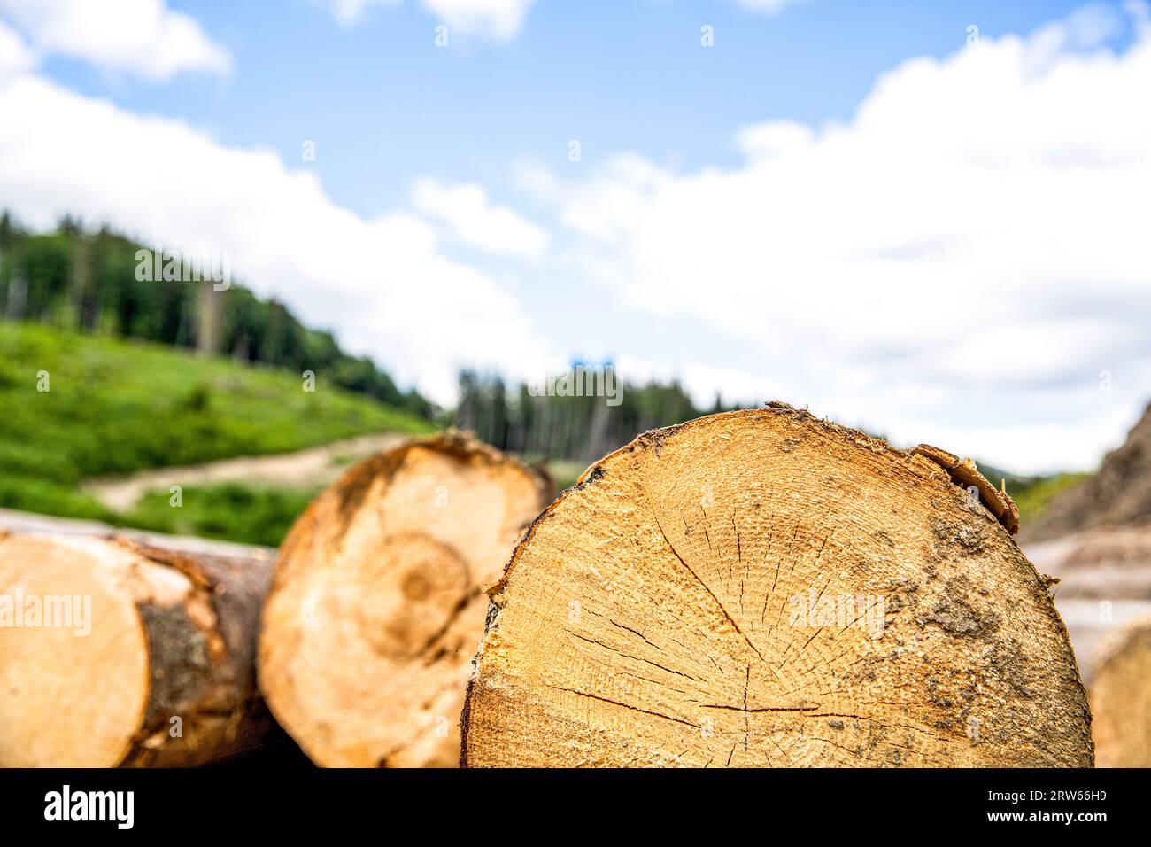 Log trunks pile, the logging timber forest wood industry. Felling trees ...