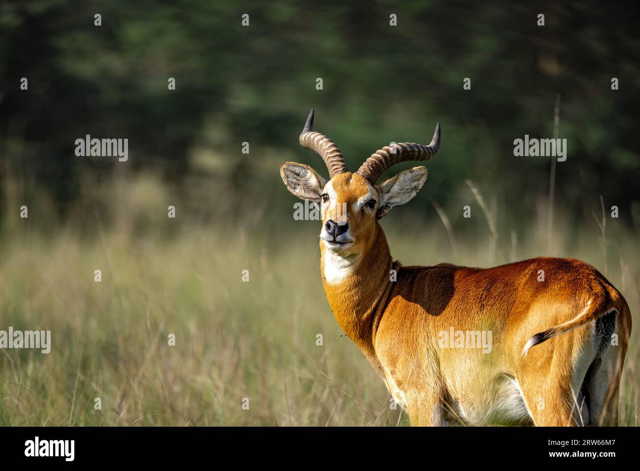 Ugandan kob hi-res stock photography and images - Alamy