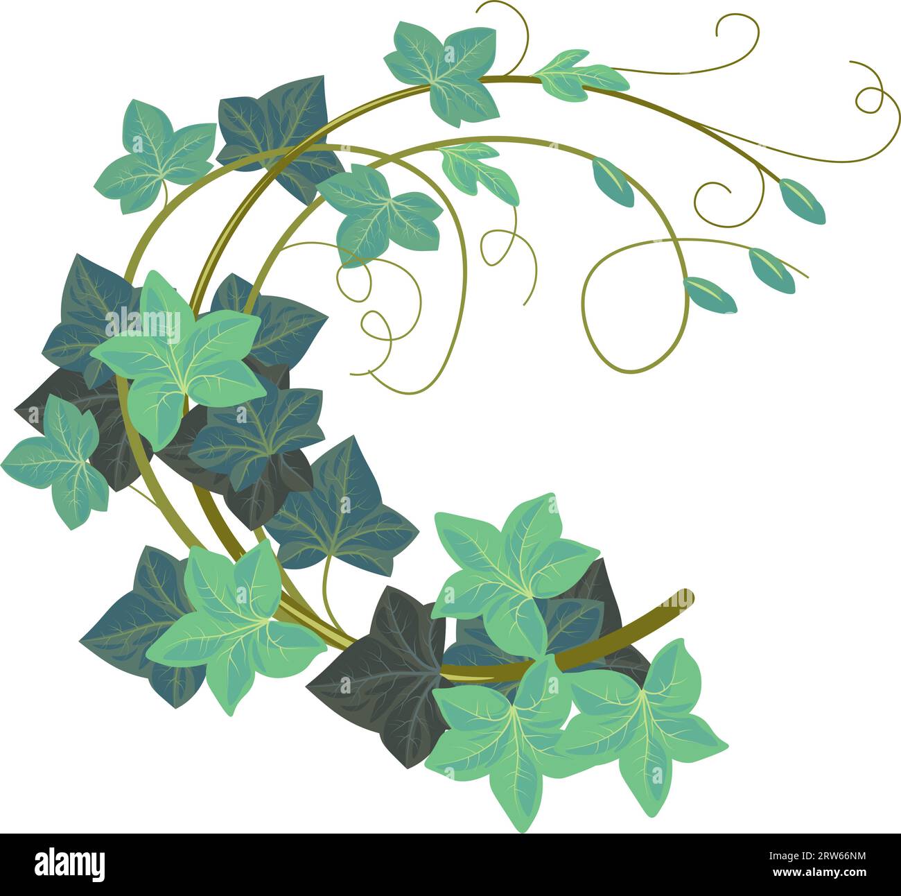 Plant evergreen leaves growth detail Stock Vector Images - Alamy