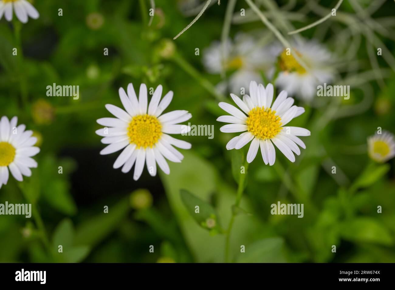 Little white daisy flower with green bokeh baclground Stock Photo - Alamy