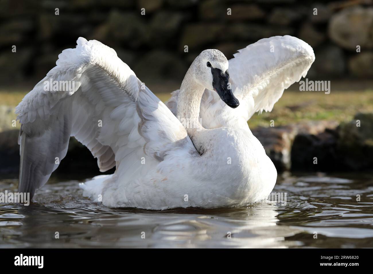 The trumpet of the swan hi-res stock photography and images - Alamy