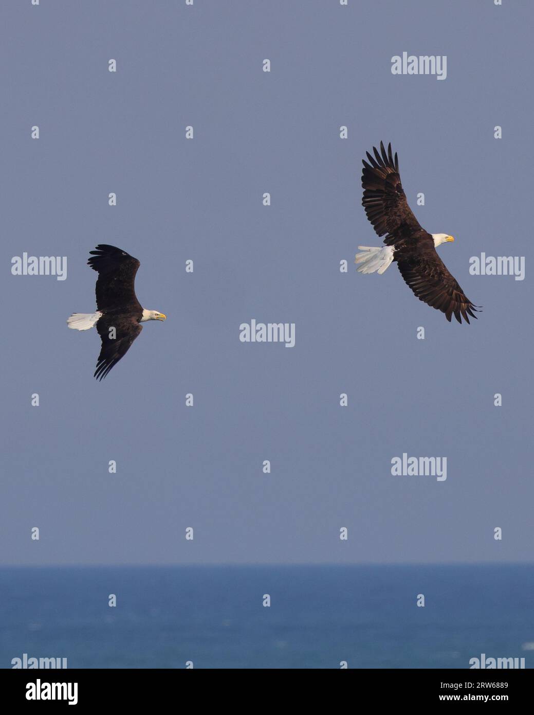 Two Bald Eagles soar through the air, wings spread wide, above a vast expanse of ocean Stock ...