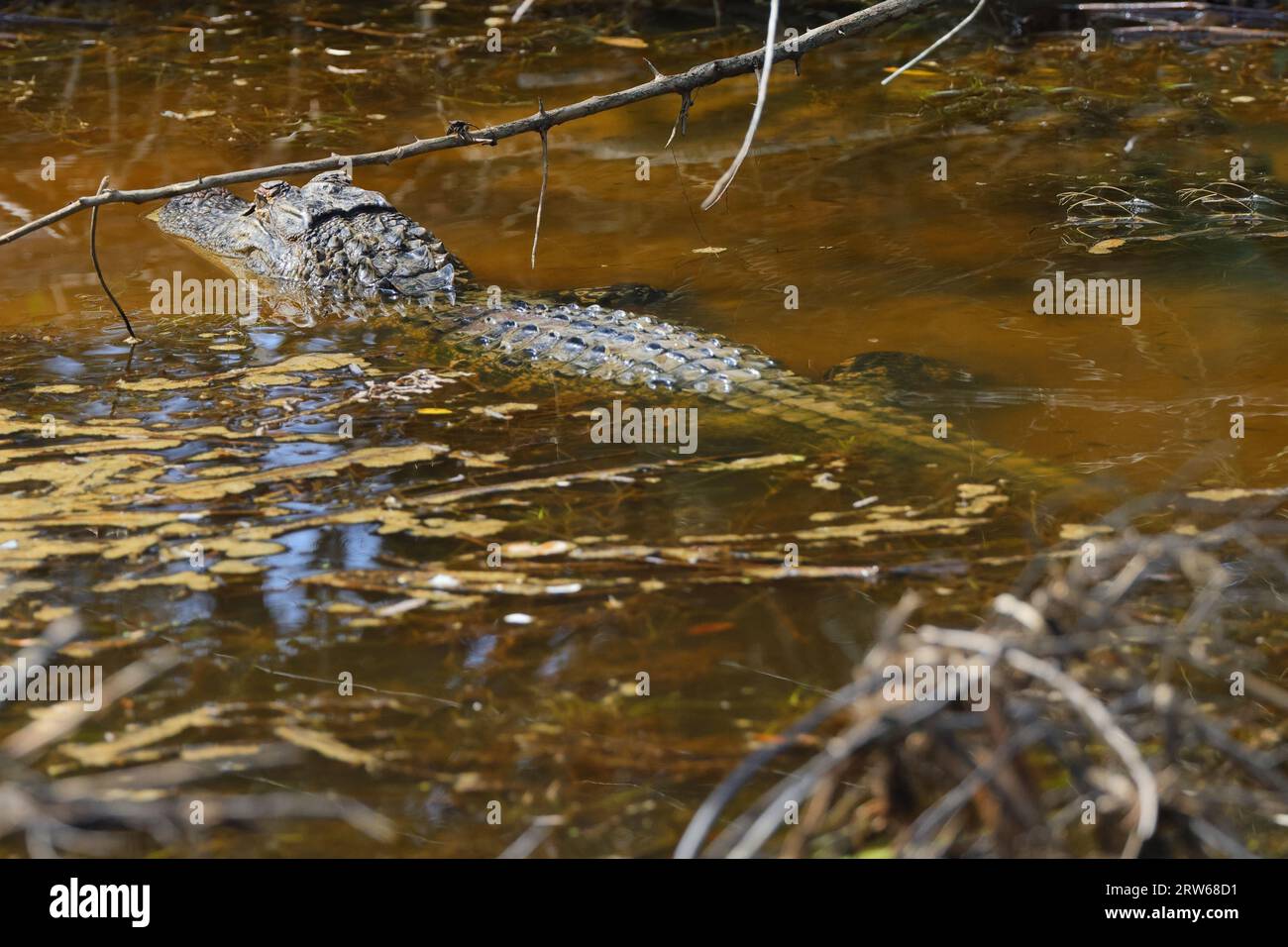 A large, scaly alligator moving through the shallow water of a murky ...