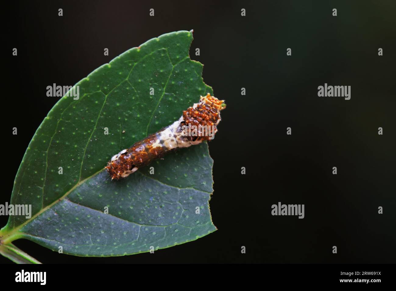 Lepidoptera larvae in the wild, North China Stock Photo - Alamy