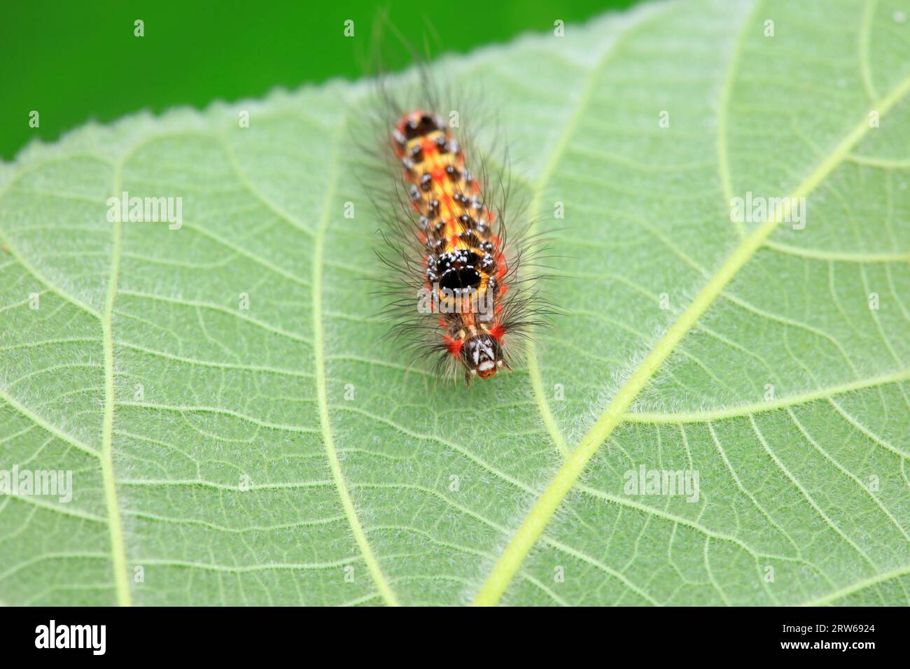 Lepidoptera larvae in the wild, North China Stock Photo - Alamy