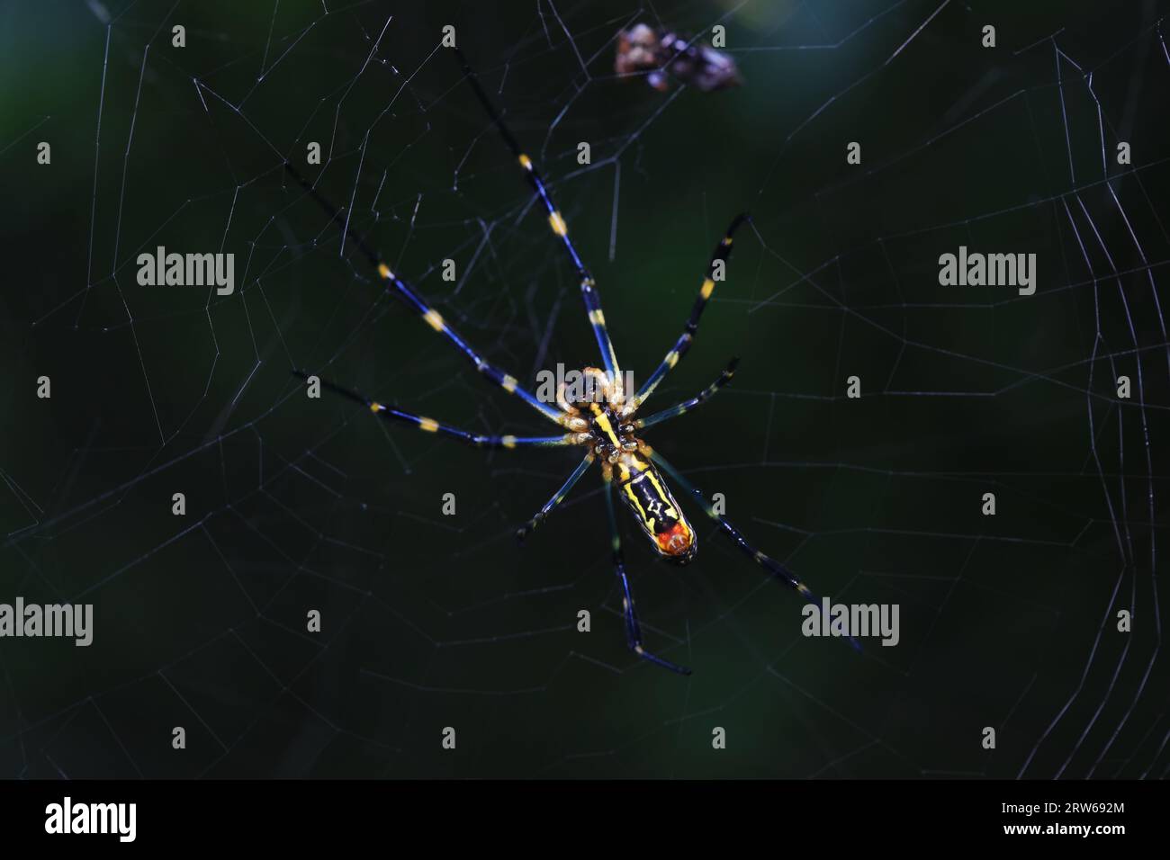 Spiders in the wild, North China Stock Photo - Alamy