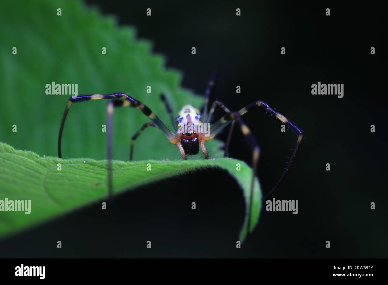 Spiders in the wild, North China Stock Photo - Alamy