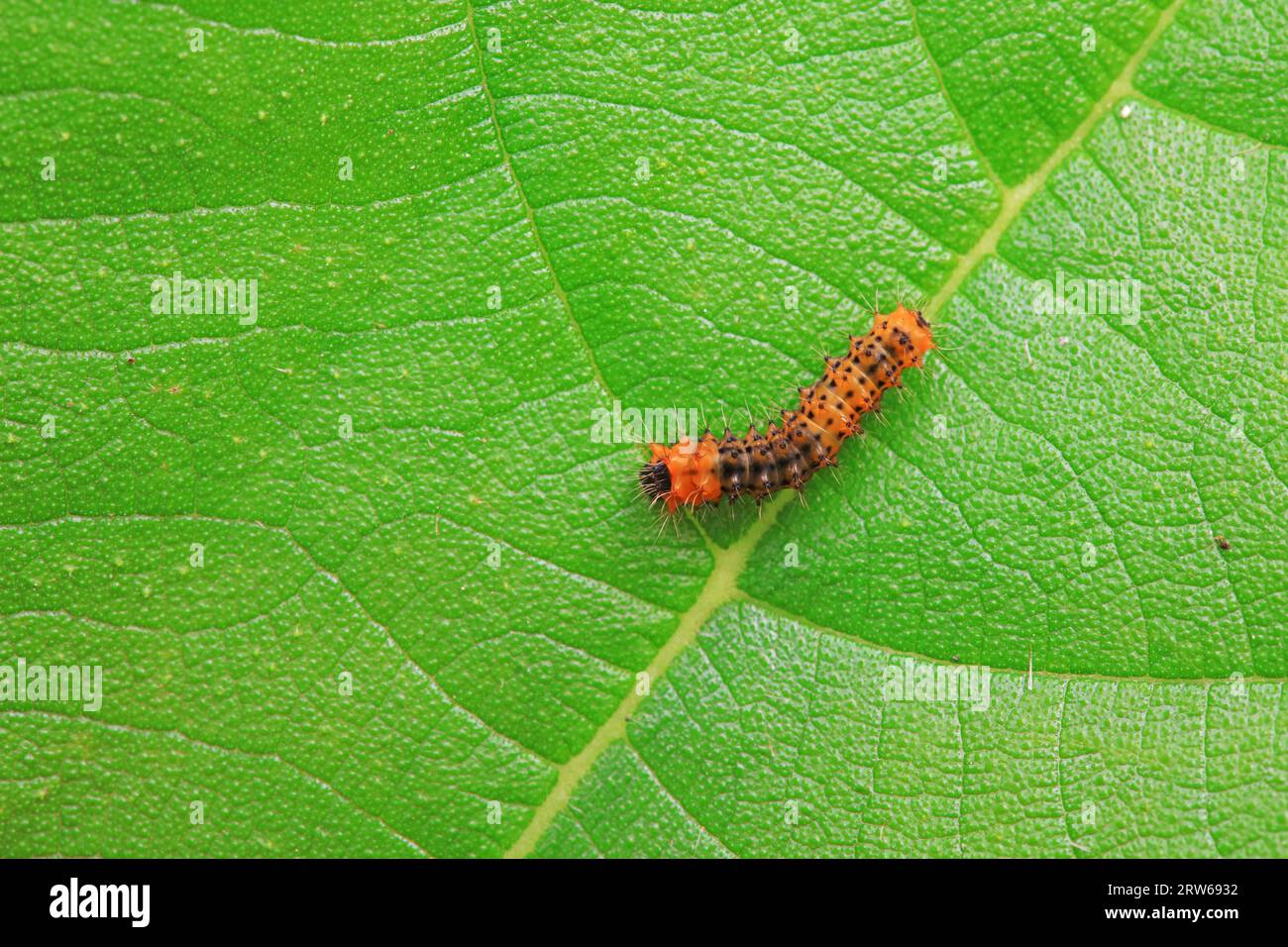 Lepidoptera larvae in the wild, North China Stock Photo - Alamy