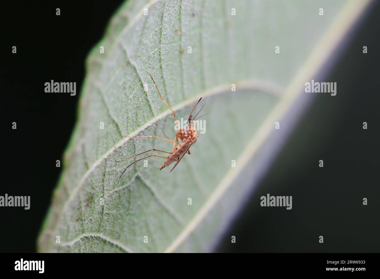mosquito insect in the wild, North China Stock Photo - Alamy