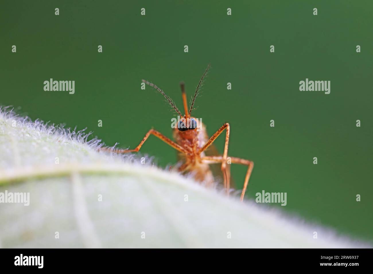 mosquito insect in the wild, North China Stock Photo - Alamy