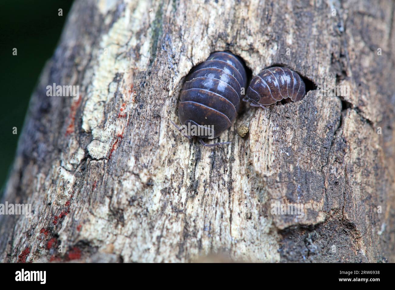 Pillworm hi-res stock photography and images - Alamy