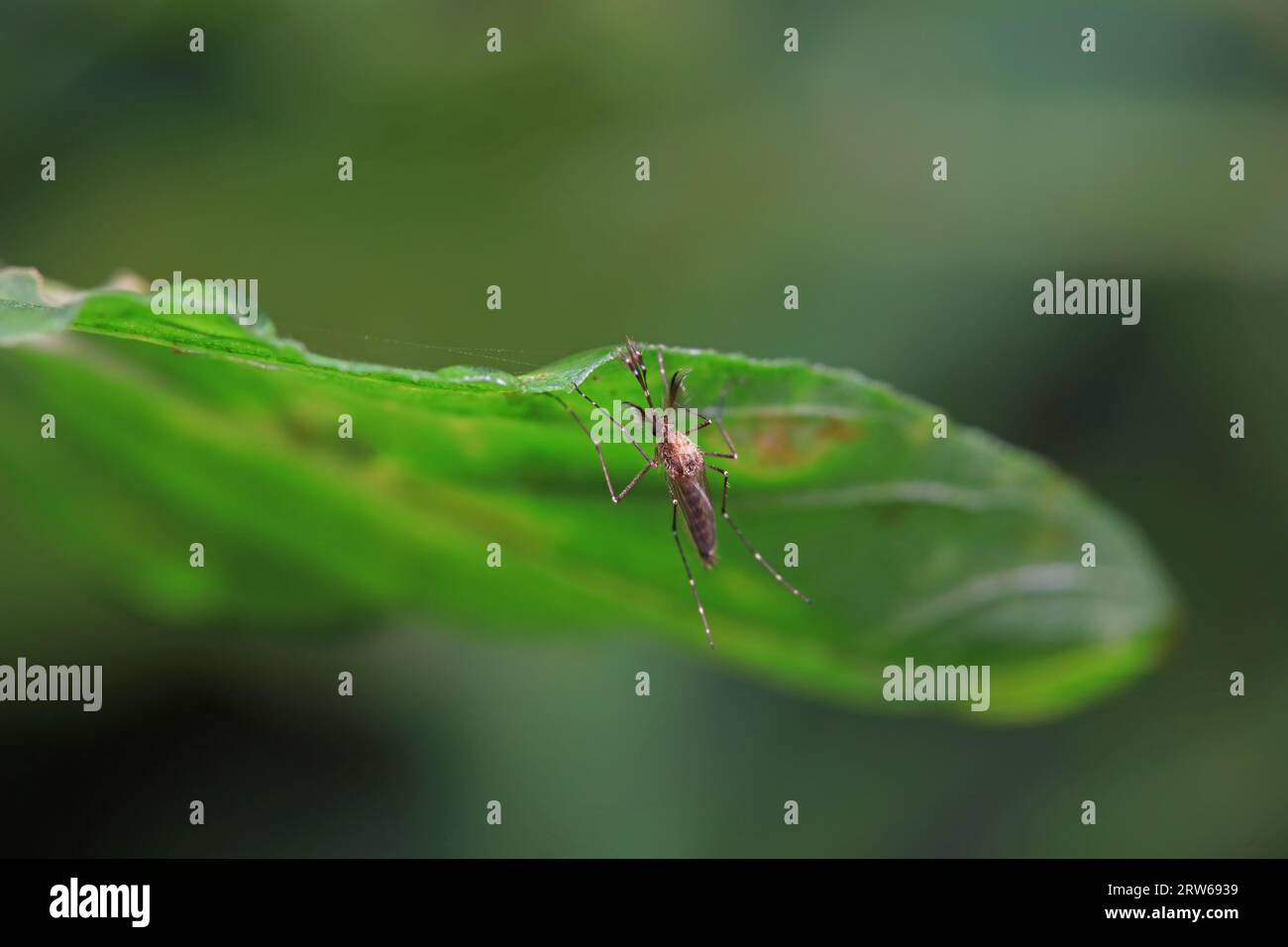 mosquito insect in the wild, North China Stock Photo - Alamy