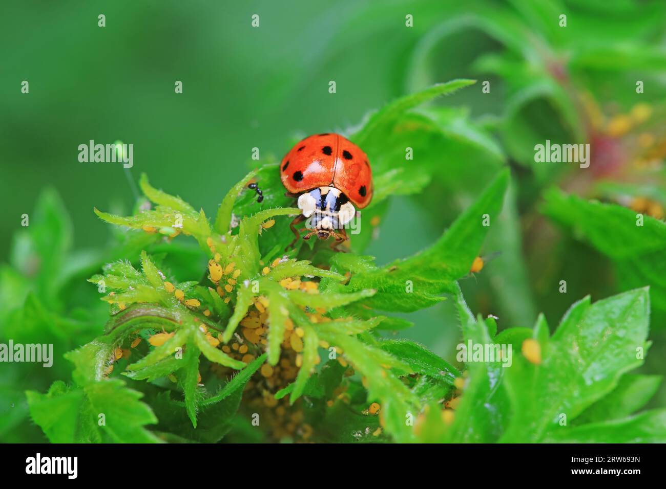 Ladybugs on wild plants, North China Stock Photo - Alamy