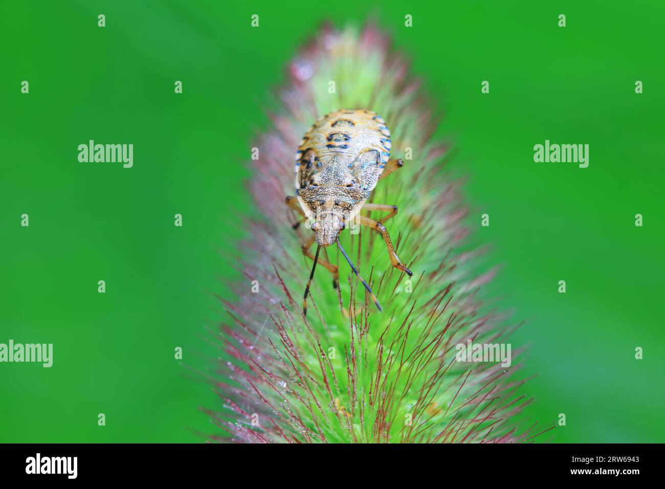 Hemiptera bugs in the wild, North China Stock Photo - Alamy