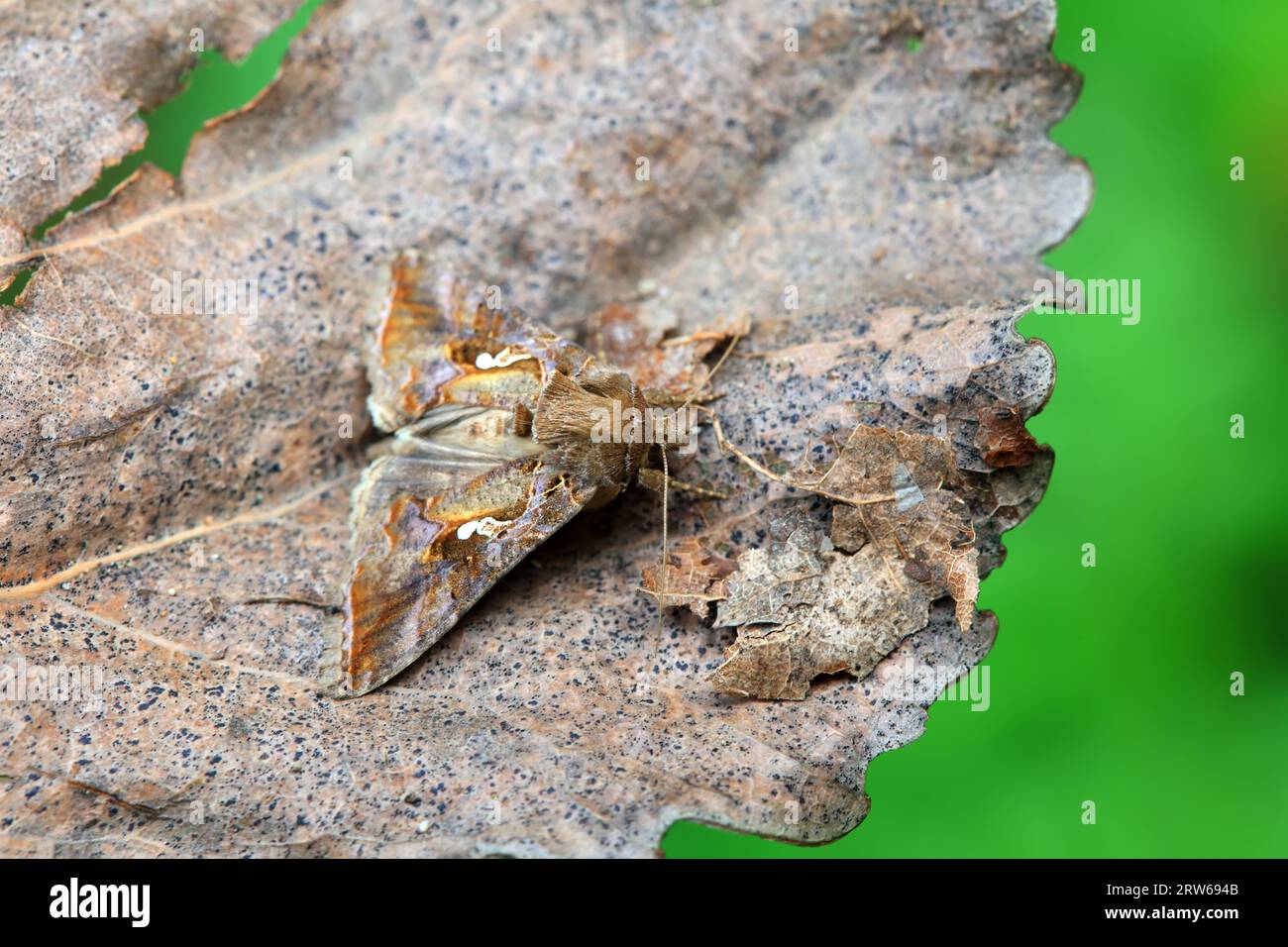 Lepidoptera insects in the wild, North China Stock Photo - Alamy