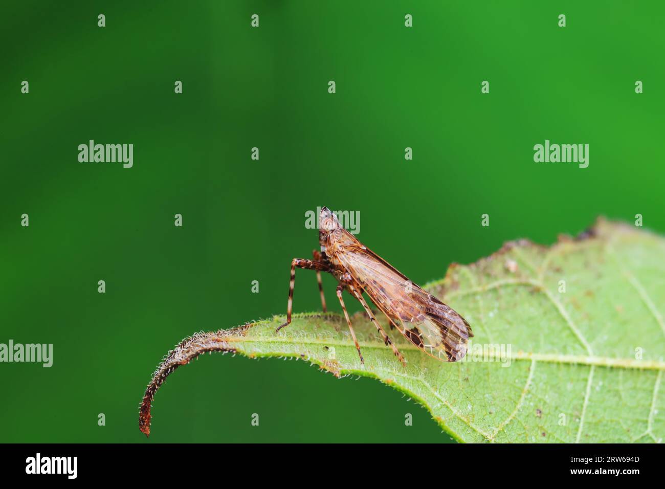 Hemiptera wax Cicadellidae insects on wild plants, North China Stock ...