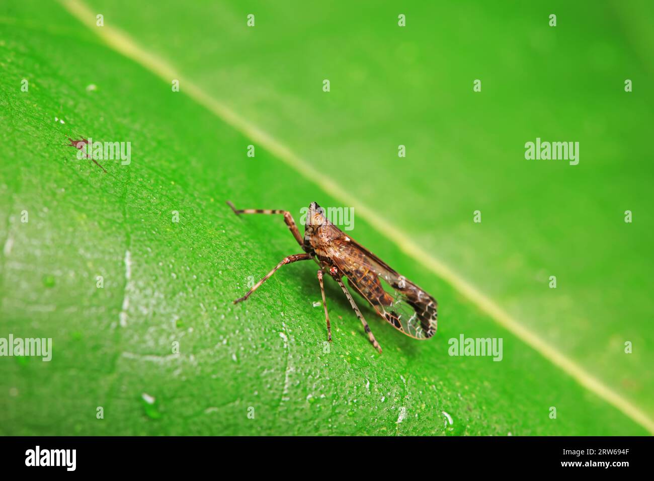 Hemiptera wax Cicadellidae insects on wild plants, North China Stock ...